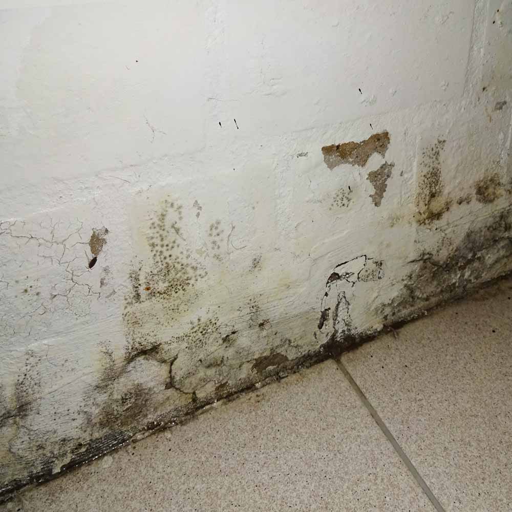 Kellertrockenlegung Von Innen Kosten